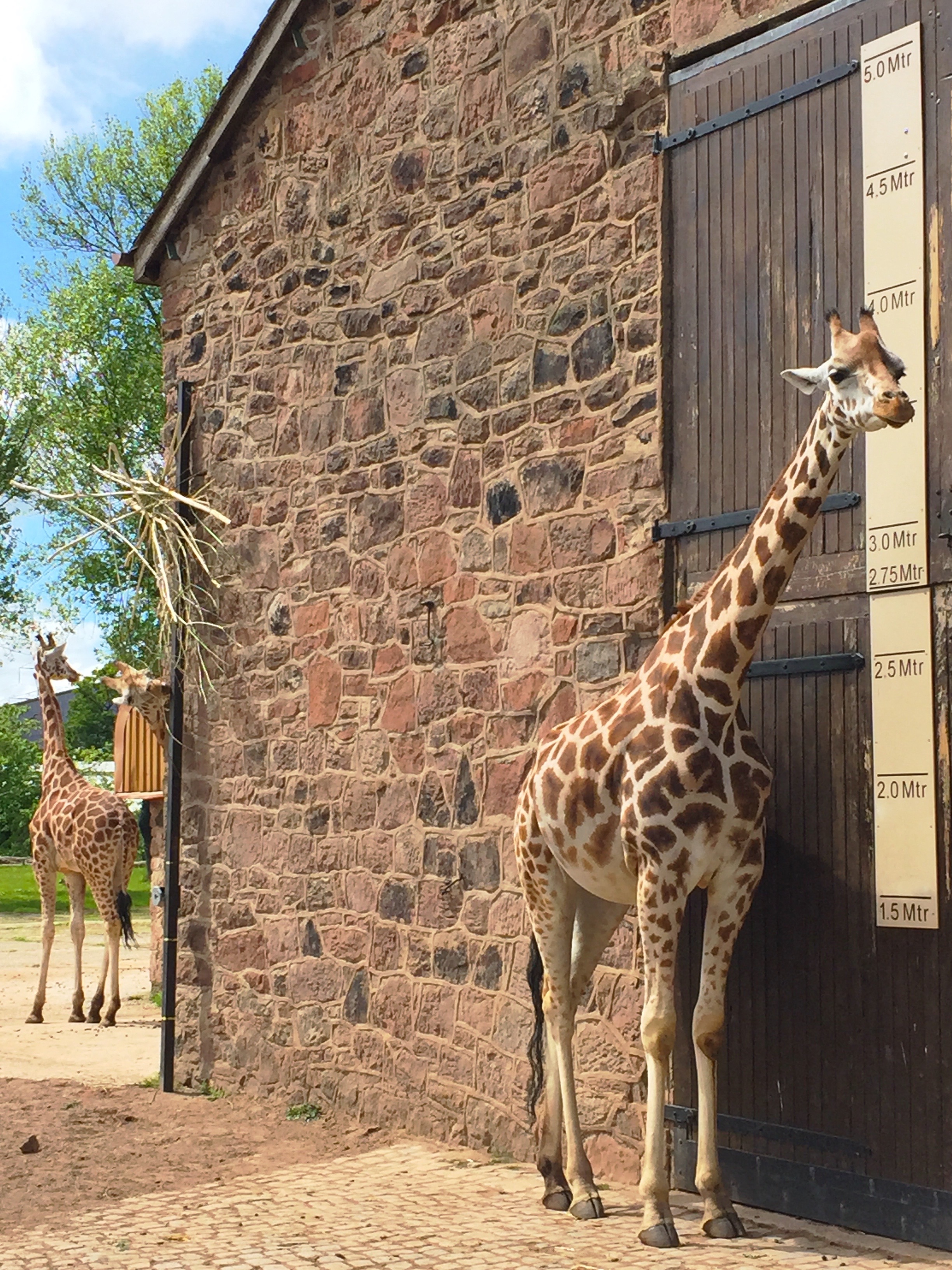 Chester Zoo Becci s Blog Chester Zoo Becci s Blog